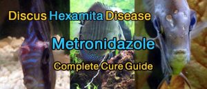Discus Hexamita Disease – Metronidazole Complete Cure Guide – Discus Rescue