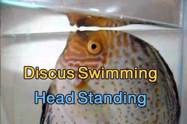 Why Is My Discus Swimming Head Standing? – Head Standing Cure – Discus ...