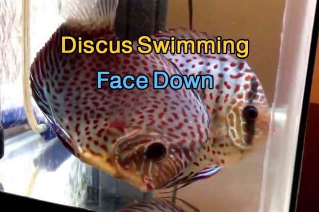 Why Is My Discus Swimming Face Down? – Complete Cure Guide – Discus Rescue