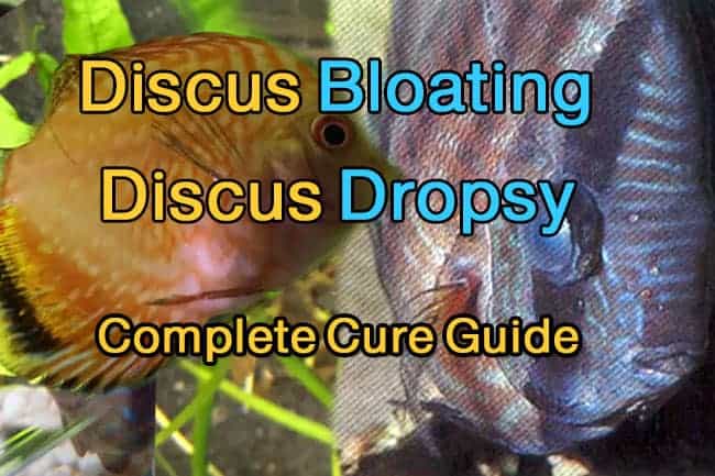 How Do You Treat Discus Bloat? – Discus Dropsy and Bloating Cure ...