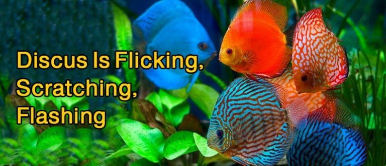 5 Reasons Discus Is Flicking, Scratching, Flashing, Rubbing Against ...