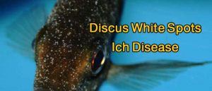 9 Steps To Cure White Spots on My Discus – Discus Ich Cure – Discus Rescue