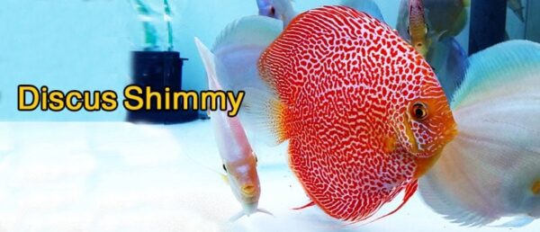 4 Reasons Why Is My Discus Fish Shaking? Discus Shimmy Cure – Discus Rescue