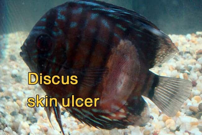 6 Steps To Treat Discus Skin Ulcer Disease – Skin Ulcer Cure – Discus ...