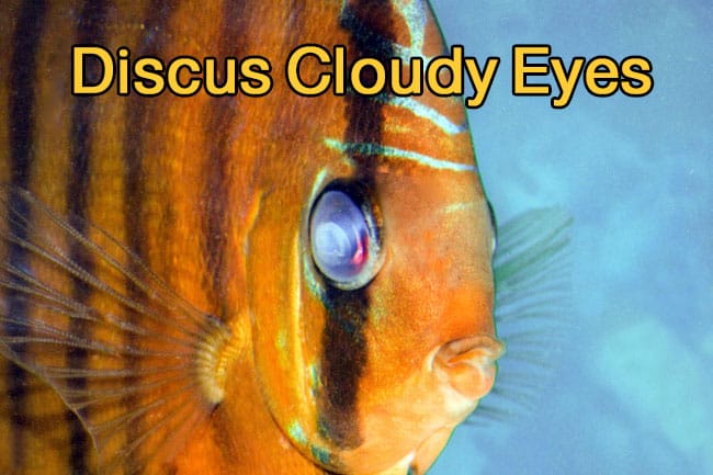 Why Does My Discus Fish Have Cloudy Eyes? – 11 Treatment Steps – Discus ...