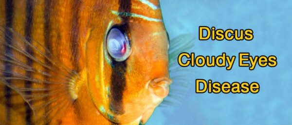 Why Does My Discus Fish Have Cloudy Eyes? – 11 Treatment Steps – Discus ...