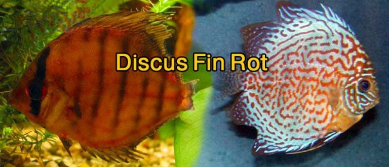 13 Steps How Do You Treat Fin Rot In Discus – Fin Rot Complete Cure ...
