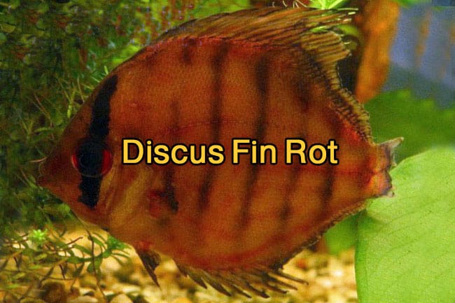 13 Steps How Do You Treat Fin Rot In Discus – Fin Rot Complete Cure ...