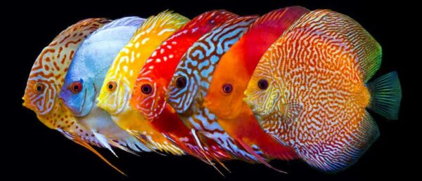 54 Discus Full-Color List – What Colors Do Discus Fish Come In ...