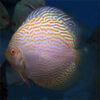 7 Reasons Why Are Discus Fish So Expensive? Discus Price List – Discus ...