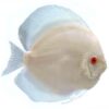 54 Discus Full-Color List – What Colors Do Discus Fish Come In ...