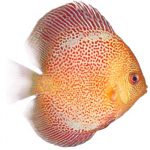 What Colors Do Discus Fish Come In? 54 Discus Full Color List – Discus ...