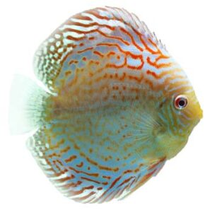 What Colors Do Discus Fish Come In? 54 Discus Full Color List – Discus ...