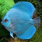 7 Reasons Why Are Discus Fish So Expensive? Discus Price List – Discus ...
