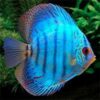 7 Reasons Why Are Discus Fish So Expensive? Discus Price List – Discus ...