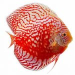 What Colors Do Discus Fish Come In? 54 Discus Full Color List – Discus ...