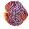 54 Discus Full-Color List – What Colors Do Discus Fish Come In ...