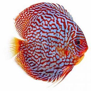 54 Discus Full-Color List – What Colors Do Discus Fish Come In ...