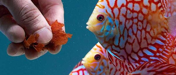 Discus Food 101 – Guide For Beginners – Discus Rescue