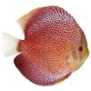 54 Discus Full-Color List – What Colors Do Discus Fish Come In ...