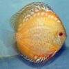7 Reasons Why Are Discus Fish So Expensive? Discus Price List – Discus ...