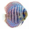 54 Discus Full-Color List – What Colors Do Discus Fish Come In ...