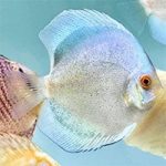 7 Reasons Why Are Discus Fish So Expensive? Discus Price List – Discus ...