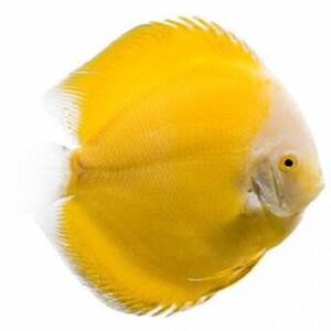 What Colors Do Discus Fish Come In? 54 Discus Full Color List – Discus ...