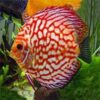 7 Reasons Why Are Discus Fish So Expensive? Discus Price List – Discus ...