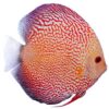 54 Discus Full-Color List – What Colors Do Discus Fish Come In ...