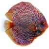 54 Discus Full-Color List – What Colors Do Discus Fish Come In ...