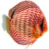 54 Discus Full-Color List – What Colors Do Discus Fish Come In ...