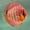 7 Reasons Why Are Discus Fish So Expensive? Discus Price List – Discus ...