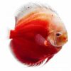 54 Discus Full-Color List – What Colors Do Discus Fish Come In ...