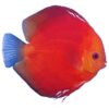 54 Discus Full-Color List – What Colors Do Discus Fish Come In ...