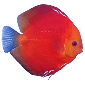 54 Discus Full-Color List – What Colors Do Discus Fish Come In ...
