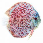 What Colors Do Discus Fish Come In? 54 Discus Full Color List – Discus ...