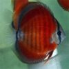 7 Reasons Why Are Discus Fish So Expensive? Discus Price List – Discus ...