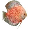 54 Discus Full-Color List – What Colors Do Discus Fish Come In ...