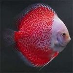7 Reasons Why Are Discus Fish So Expensive? Discus Price List – Discus ...