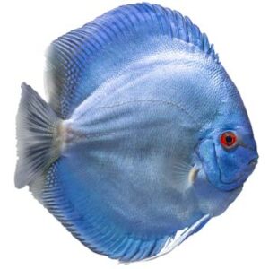 What Colors Do Discus Fish Come In? 54 Discus Full Color List – Discus ...
