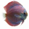 54 Discus Full-Color List – What Colors Do Discus Fish Come In ...