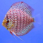 How Many Types Of Discus Fish Are There? A Complete List – Discus Rescue