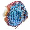 54 Discus Full-Color List – What Colors Do Discus Fish Come In ...