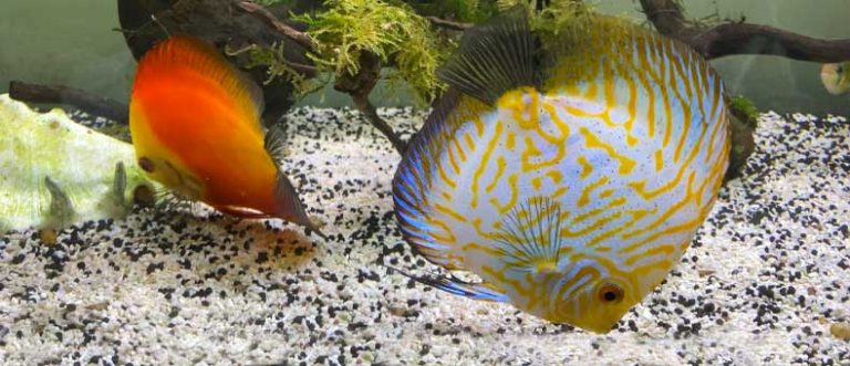11 Best Food For Discus – What Is The Best Food For Discus? – Discus Rescue