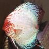7 Reasons Why Are Discus Fish So Expensive? Discus Price List – Discus ...