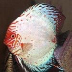 7 Reasons Why Are Discus Fish So Expensive? Discus Price List – Discus ...
