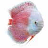 54 Discus Full-Color List – What Colors Do Discus Fish Come In ...