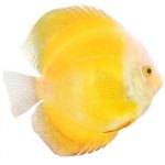 What Colors Do Discus Fish Come In? 54 Discus Full Color List – Discus ...