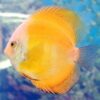7 Reasons Why Are Discus Fish So Expensive? Discus Price List – Discus ...